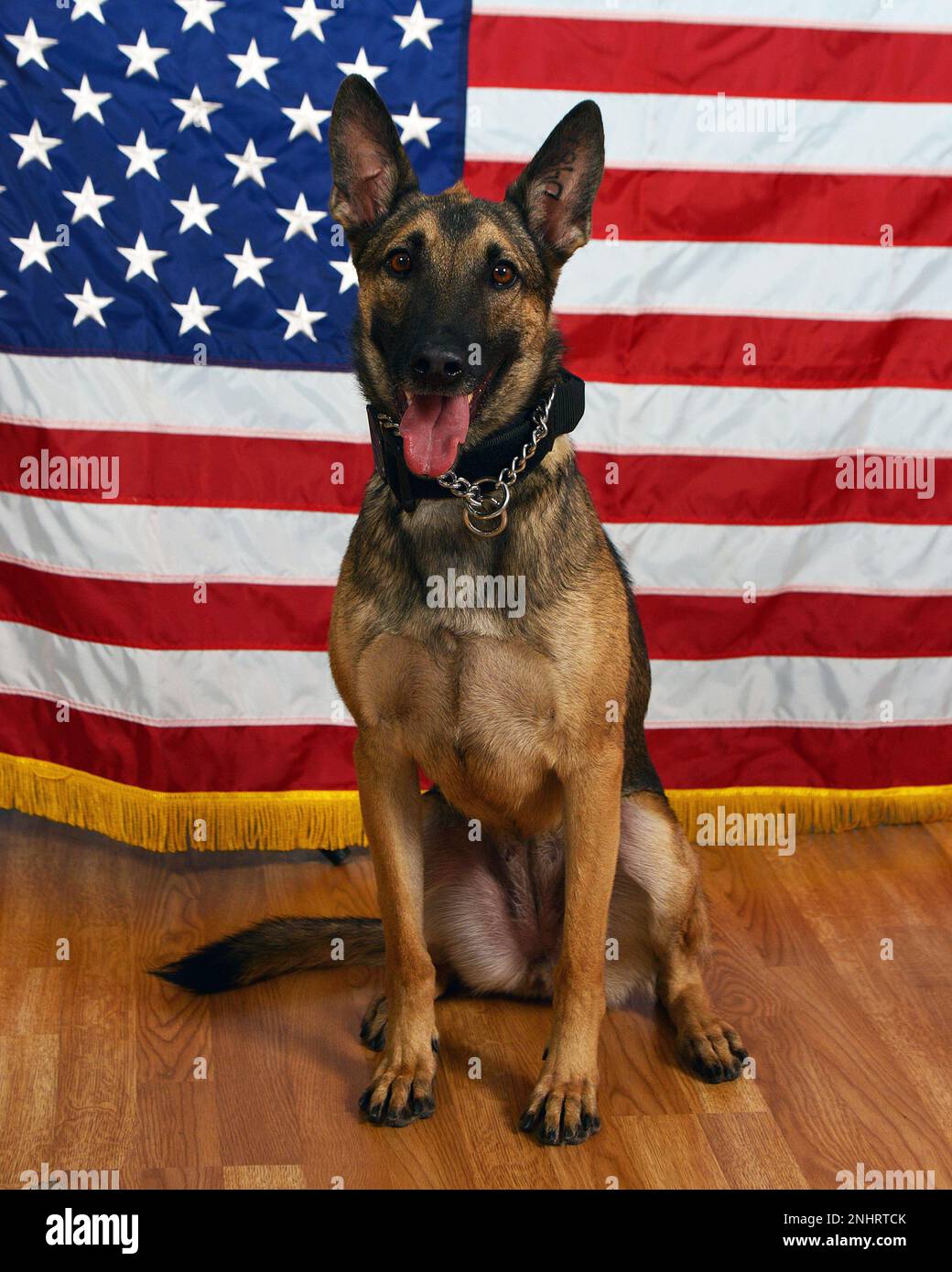 U.S. Army military working dog VIDOR D487, assigned to the USAG Italy ...