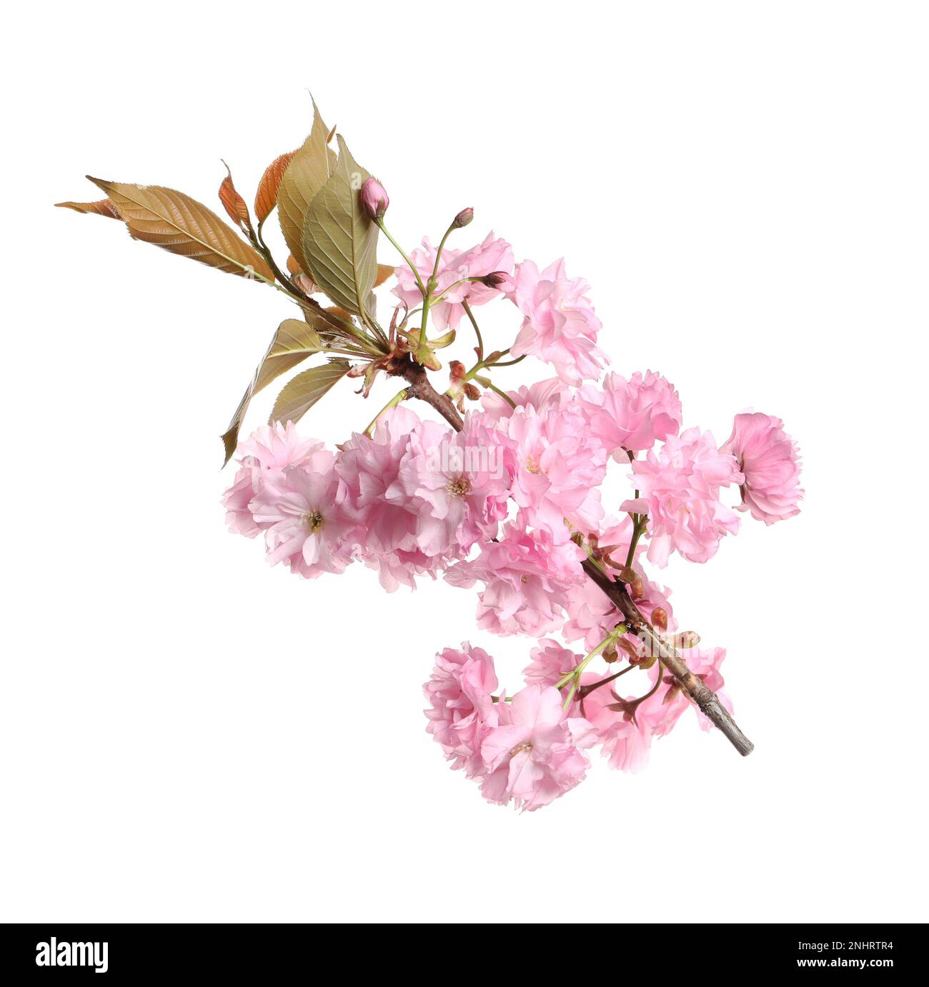 Beautiful sakura tree branch with pink flowers isolated on white Stock ...