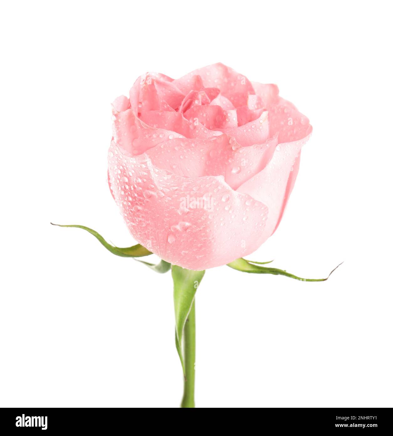 Pink rose dew drops Cut Out Stock Images & Pictures - Alamy