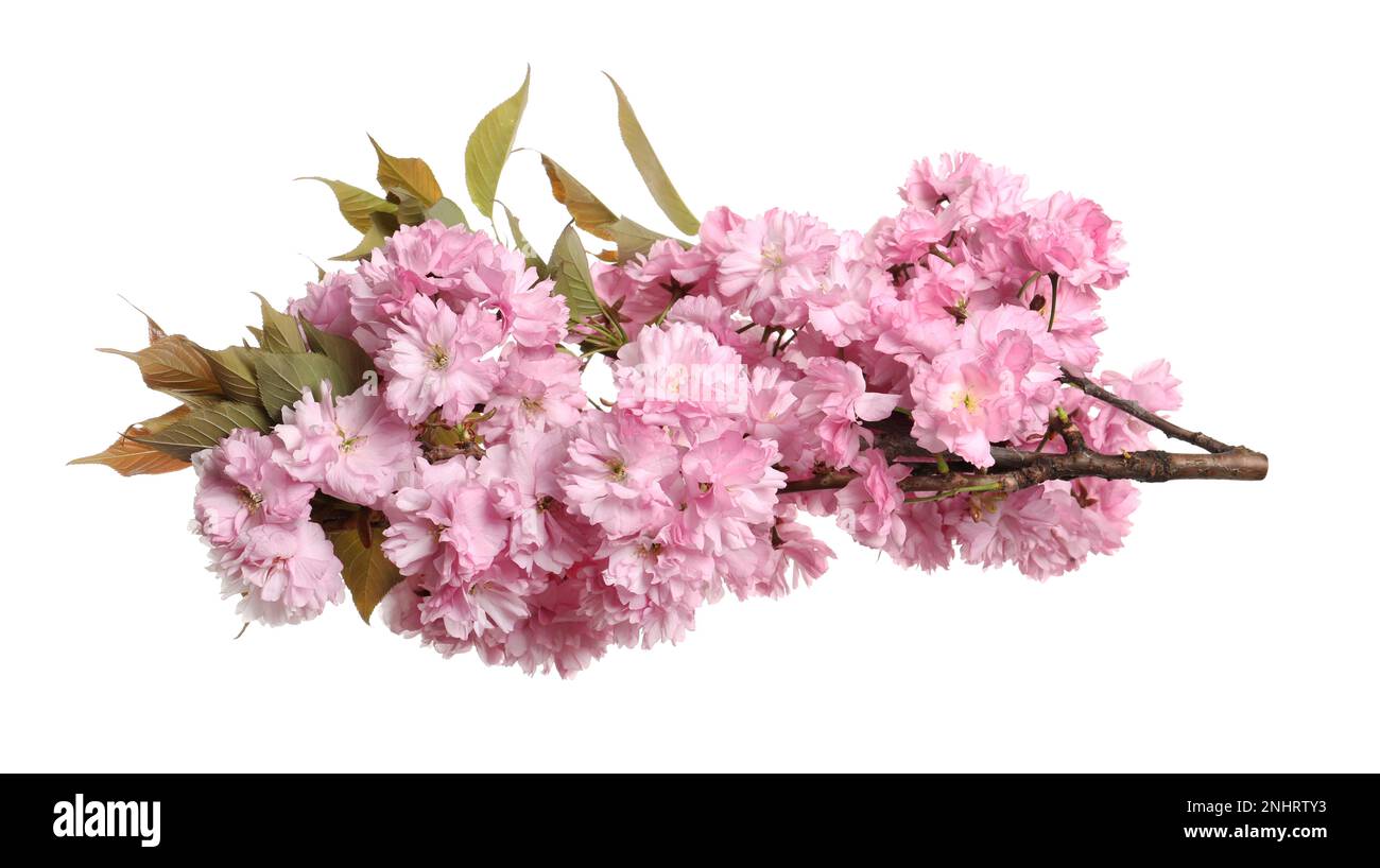 Beautiful sakura tree branch with pink flowers isolated on white Stock ...