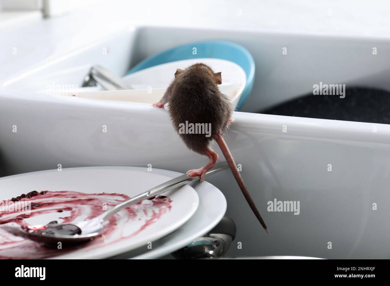 Rat and dirty dishes in kitchen sink. Pest control Stock Photo - Alamy