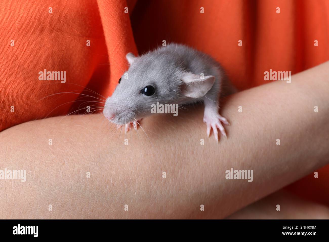 Woman with cute small rat, closeup view Stock Photo - Alamy