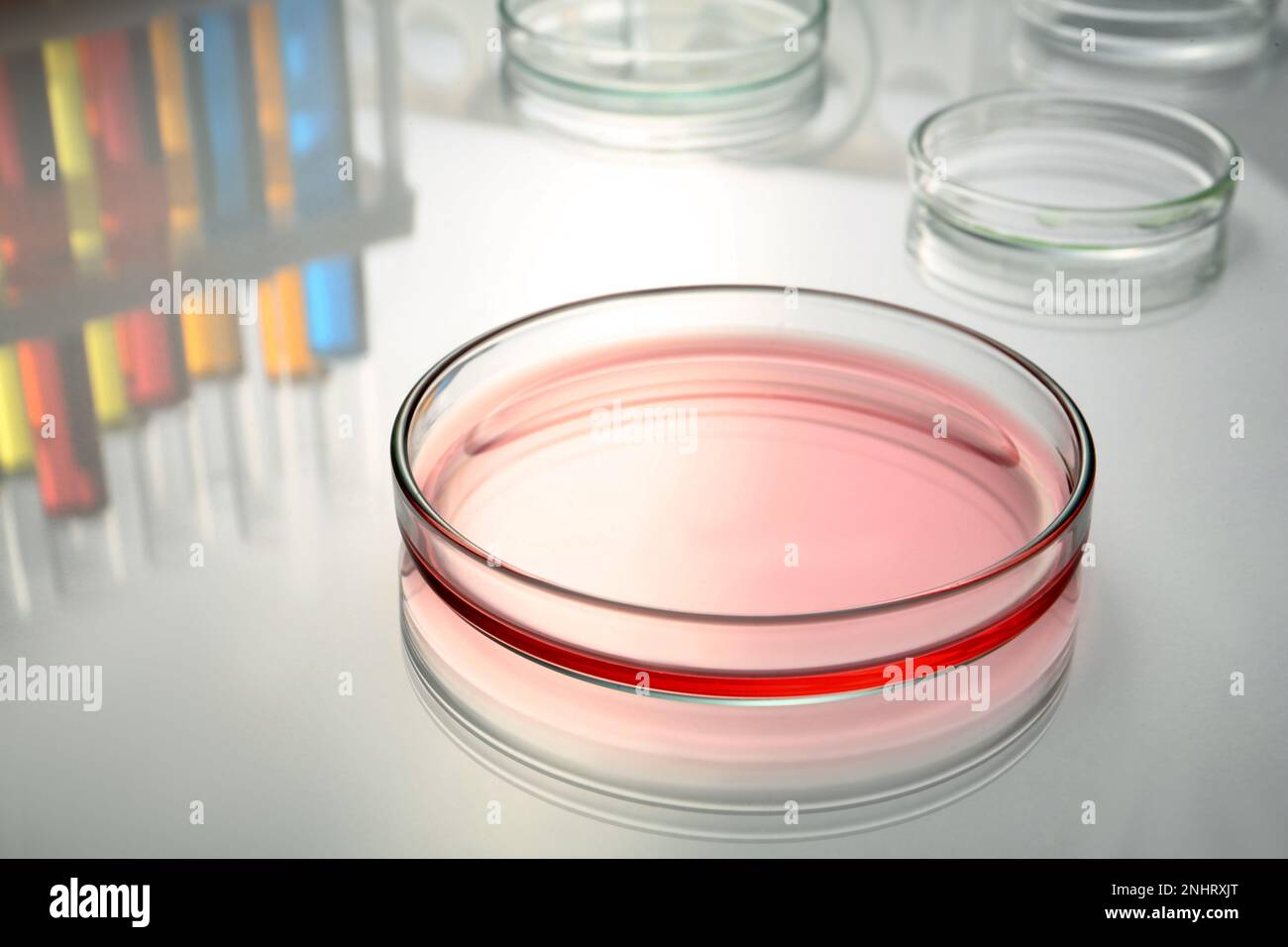 Petri dish with red liquid on white table Stock Photo - Alamy
