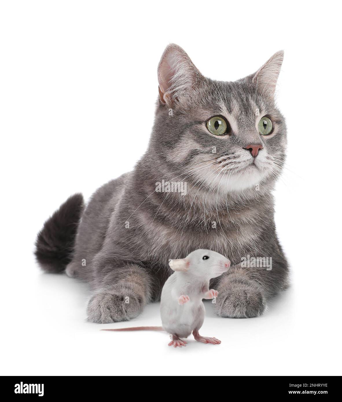 Cute gray tabby cat and rat on white background. Lovely pets Stock ...