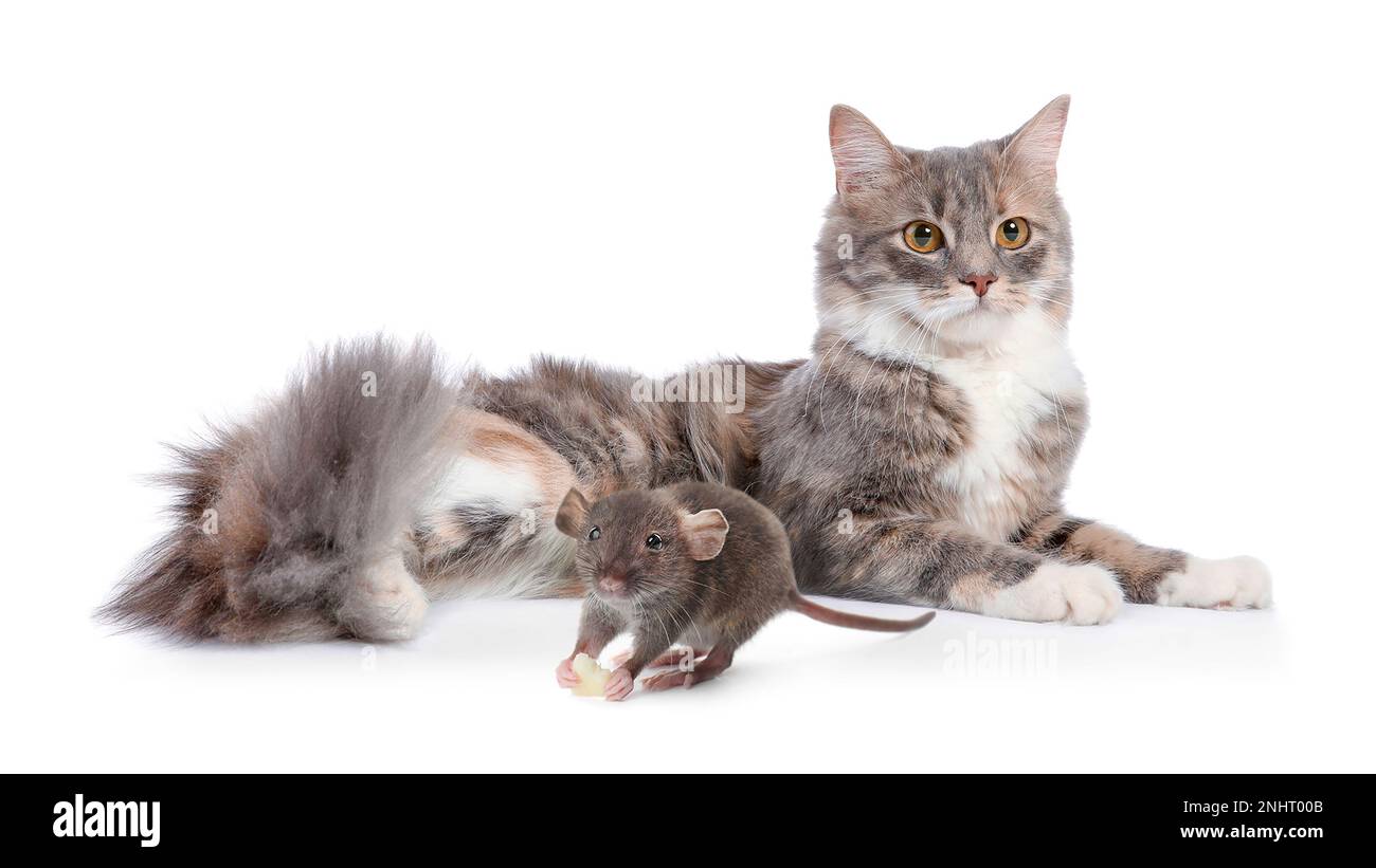 Cute fluffy cat and rat on white background. Lovely pets Stock Photo ...