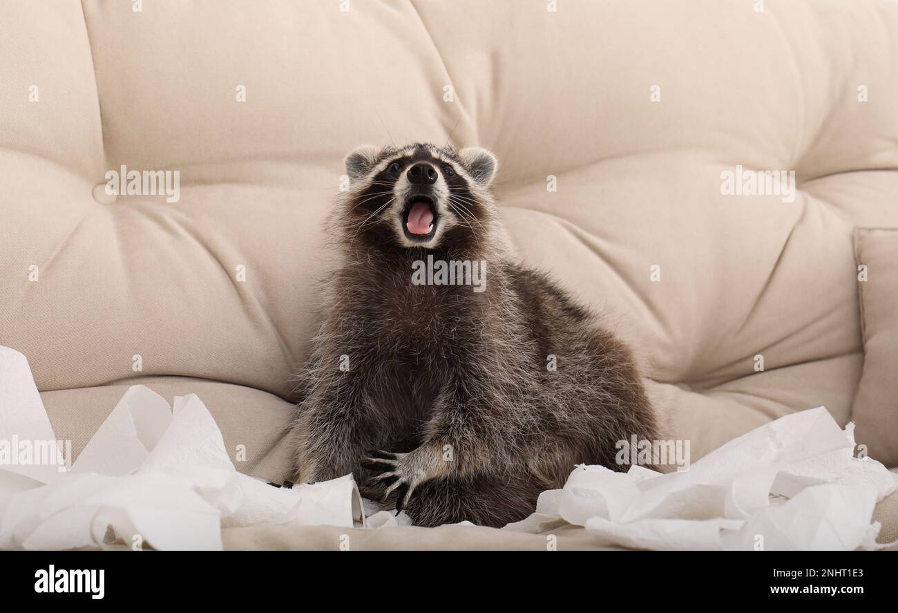 Cute mischievous raccoon playing with toilet paper on sofa Stock Photo ...