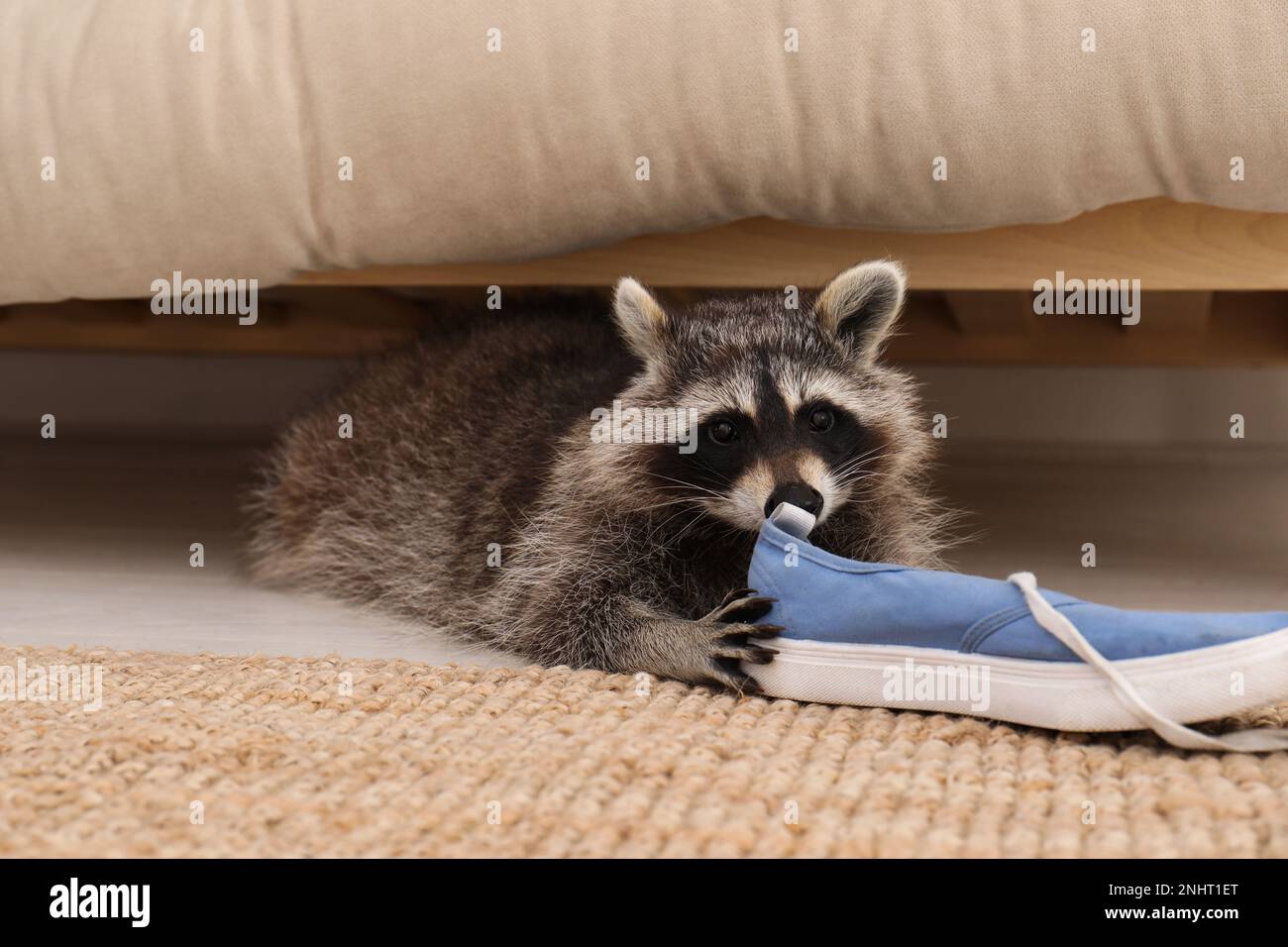 Cute mischievous raccoon playing with shoe under sofa indoors Stock ...