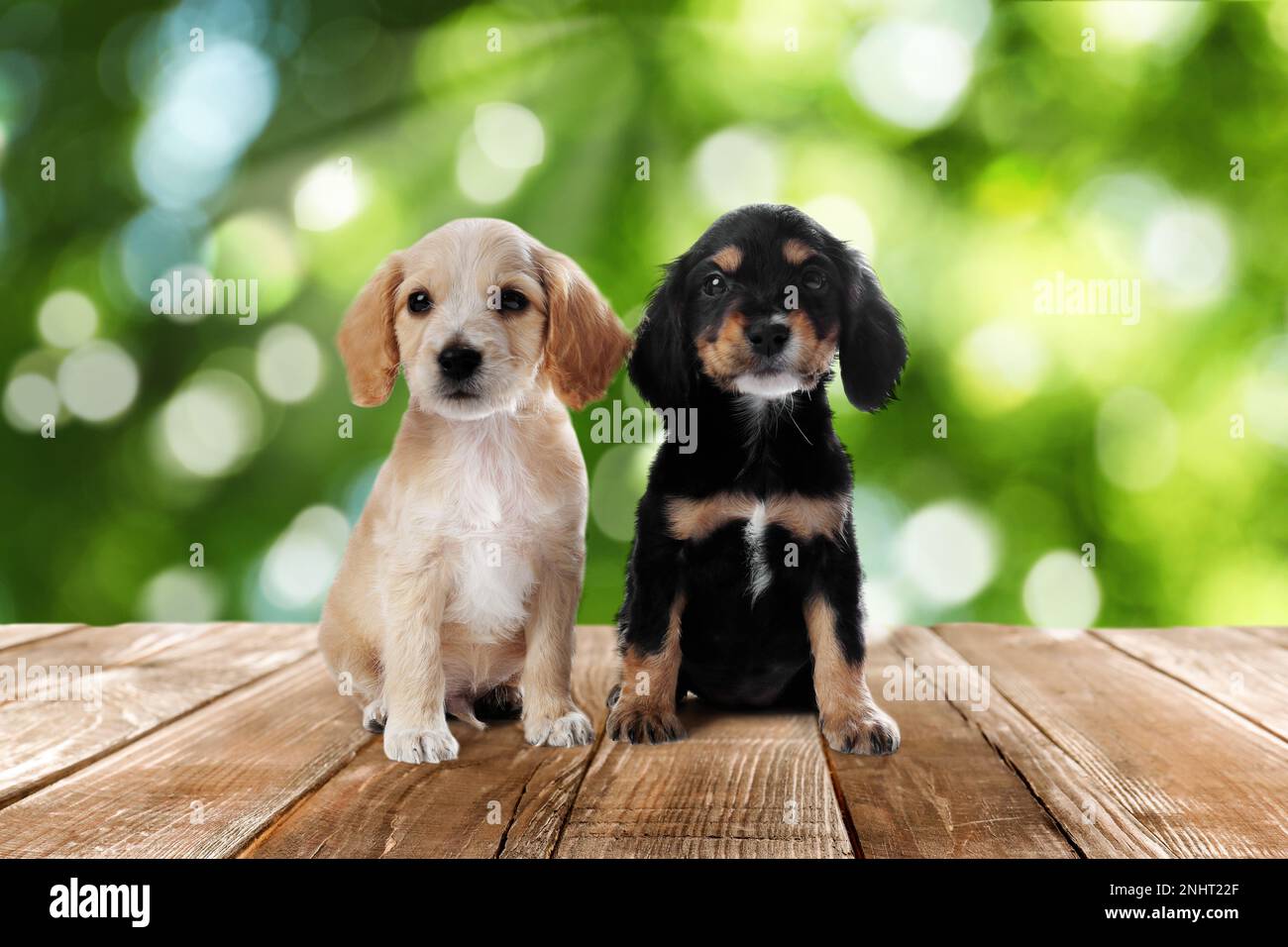Cute English Cocker Spaniel Puppies On Wooden Surface Outdoors Bokeh