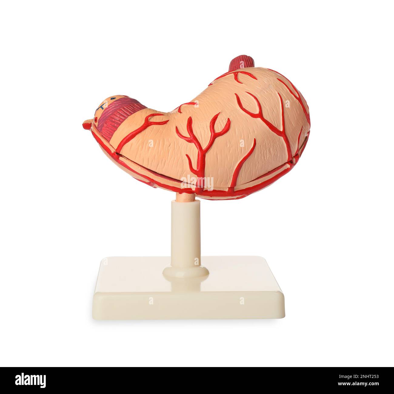Anatomical model of stomach isolated on white. Gastroenterology Stock ...