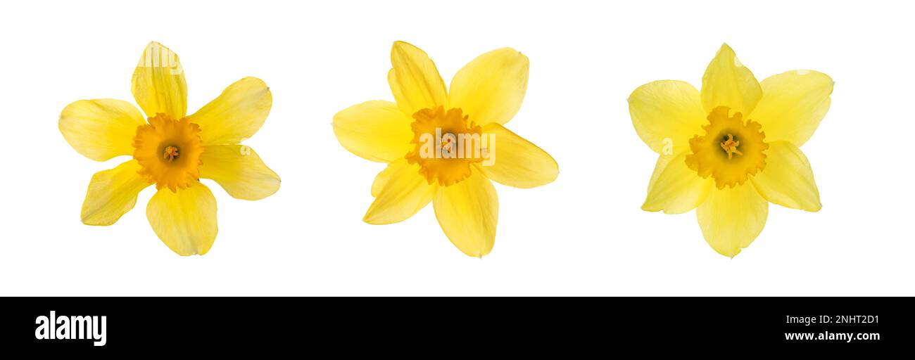 Set with beautiful yellow daffodils on white background. Banner design ...