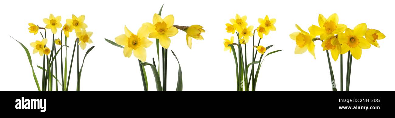 Set with beautiful yellow daffodils on white background. Banner design ...