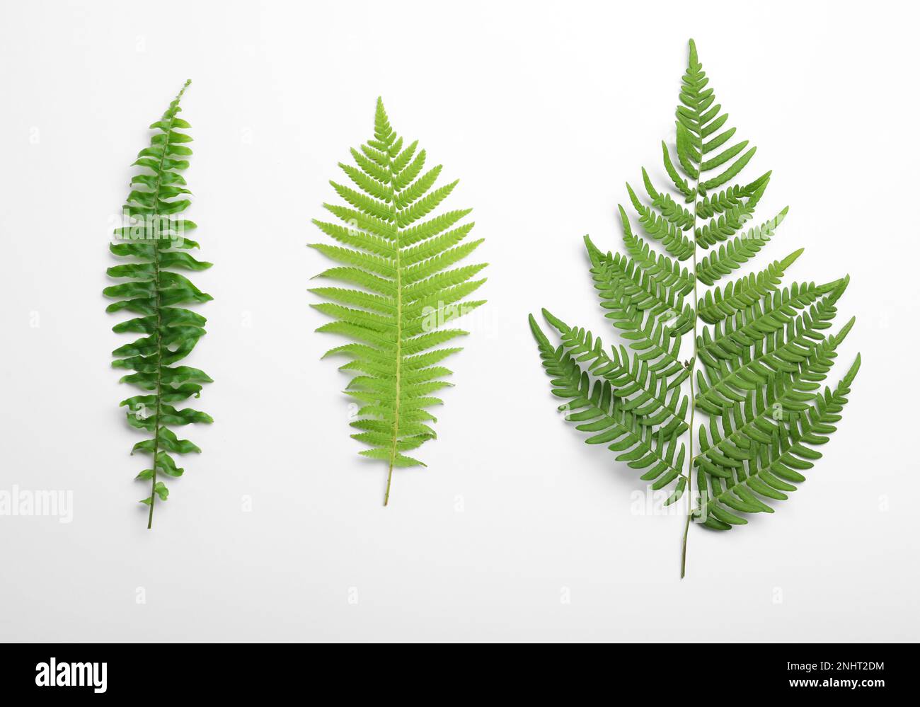 Different types of fern leaves on white background, top view Stock ...