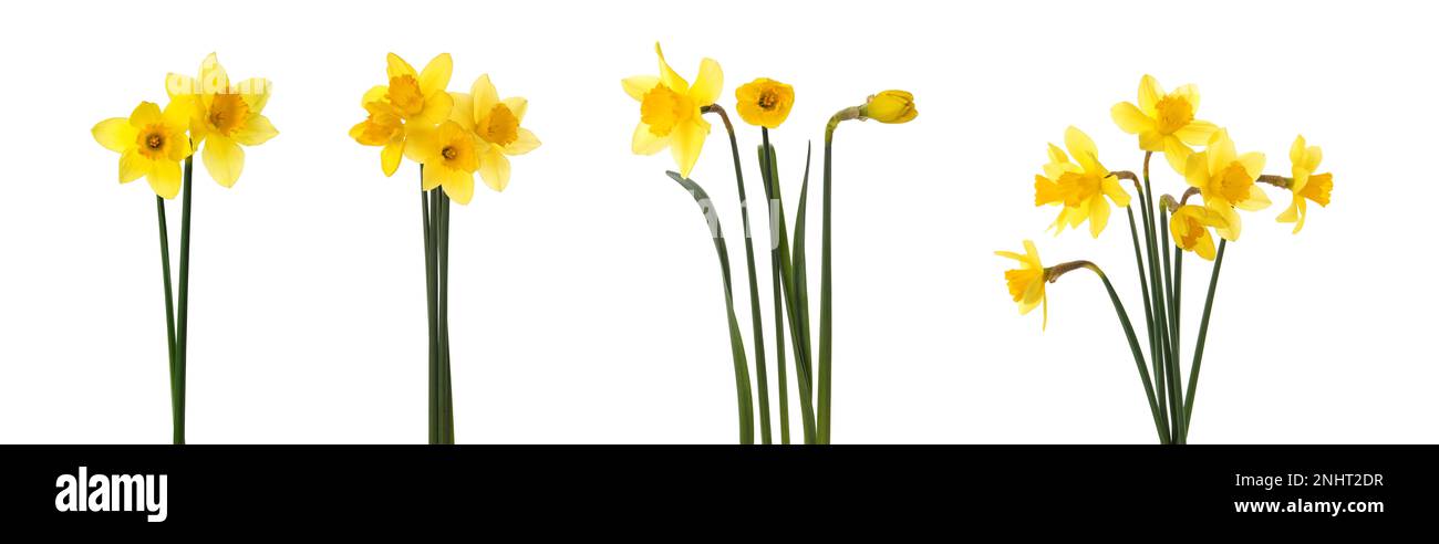 Set with beautiful yellow daffodils on white background. Banner design ...