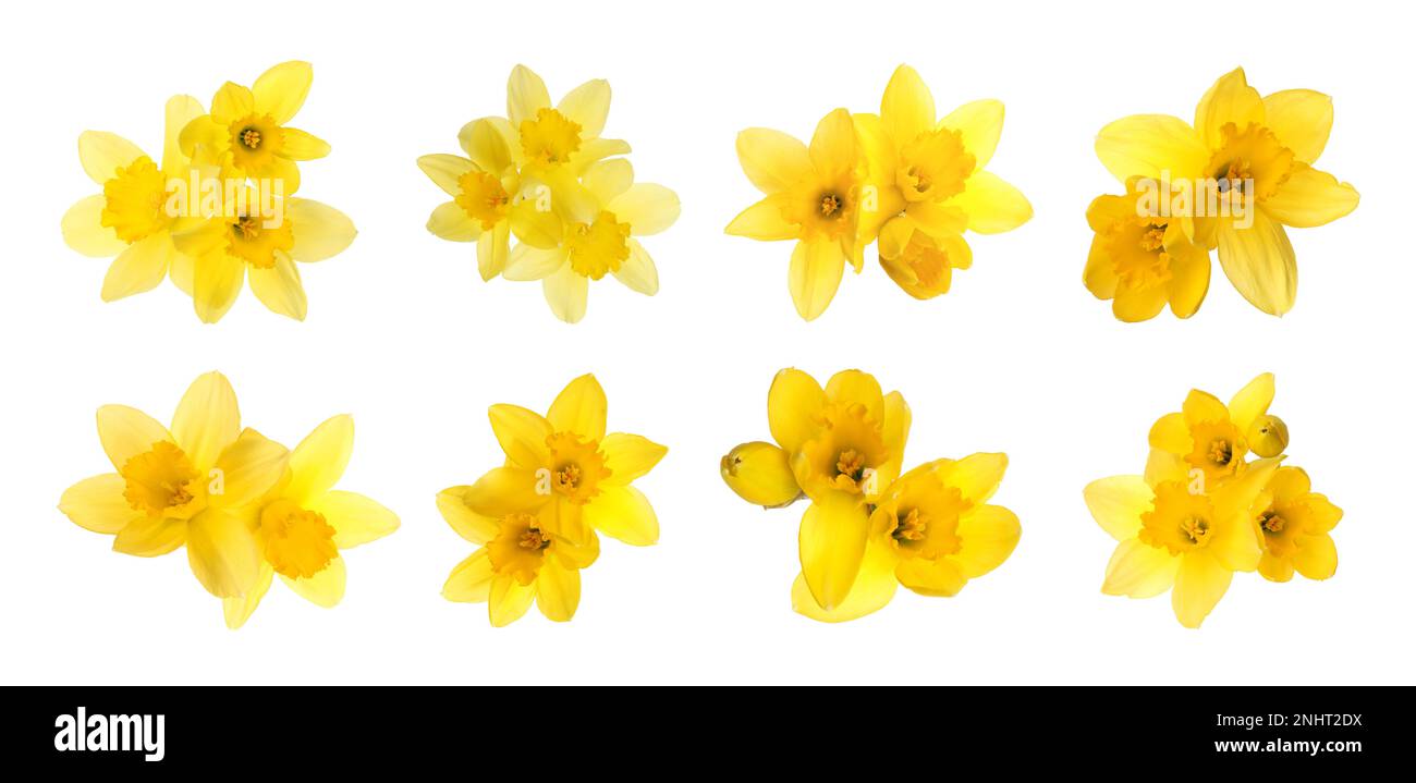 Set with beautiful yellow daffodils on white background. Banner design ...