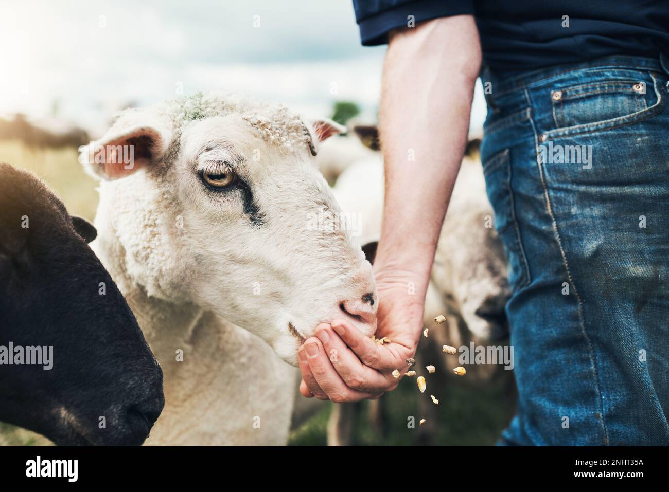 Just a little bit. a unrecognizable farmer feeding his sheep with his ...