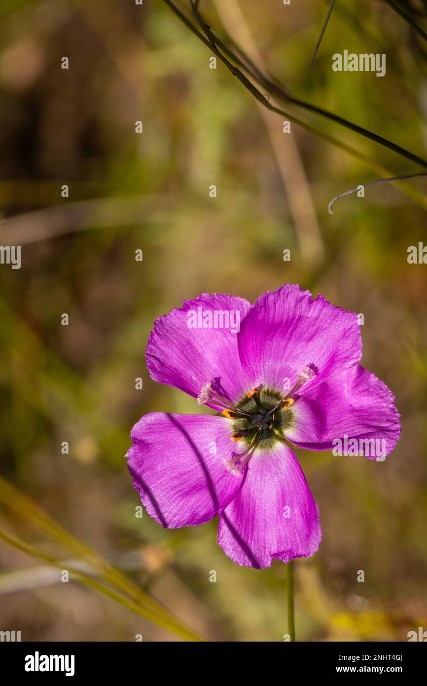 South Africa Sundews: Flower of Drosera cistiflora taken on Piketberg ...