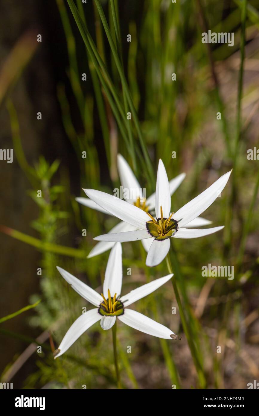 white flowered form of Pauridia capensis on the Piketberg in the ...