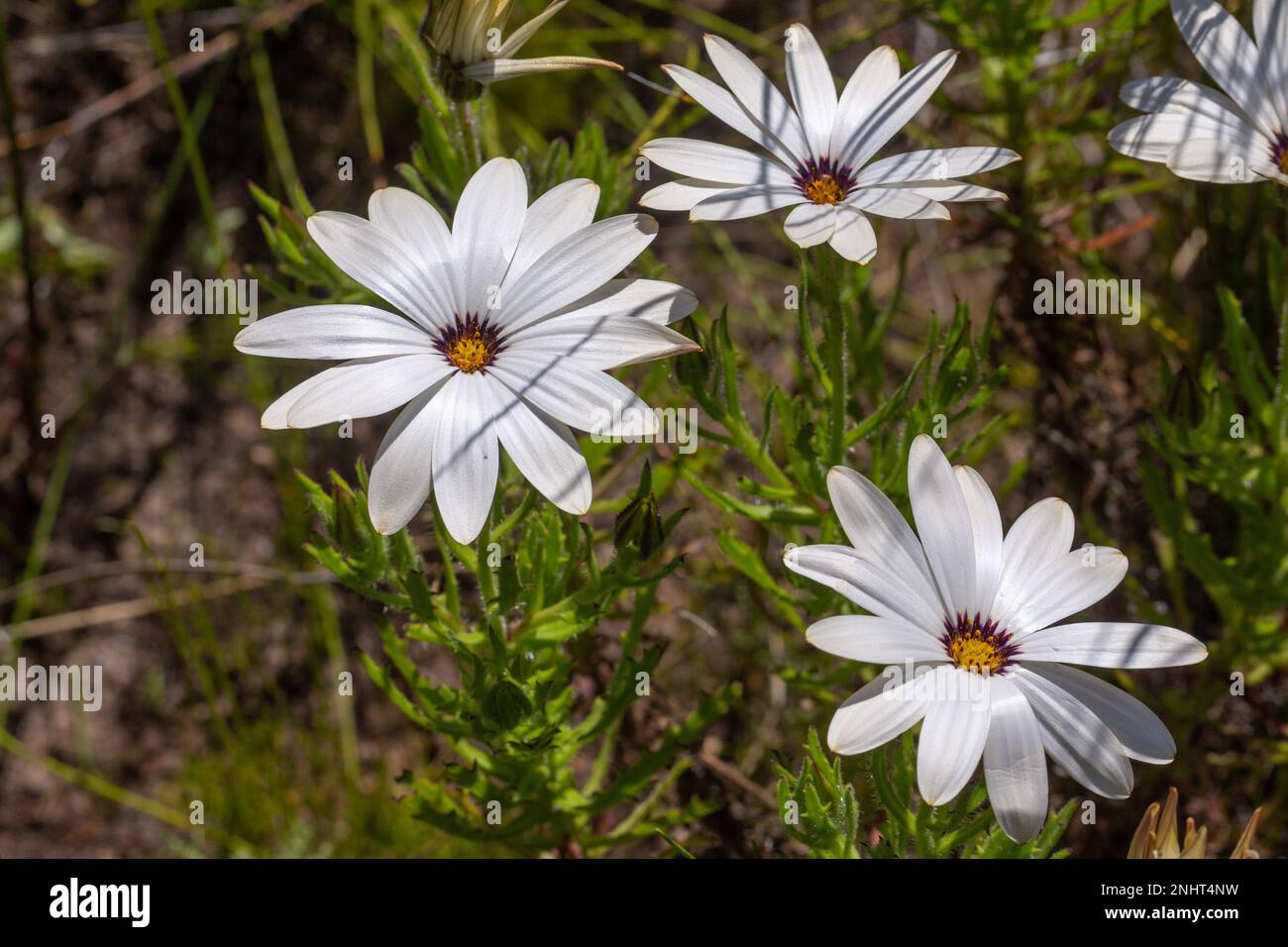 White flowered Daisy near Piketberg in the Western Cape of South Africa ...
