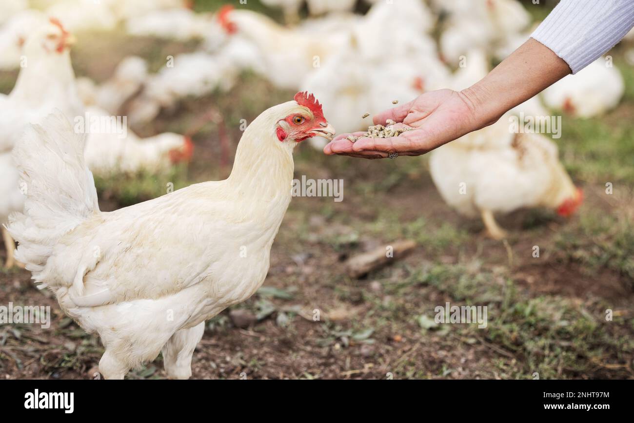Grain, chicken farming and woman hands on free range poultry farm ...