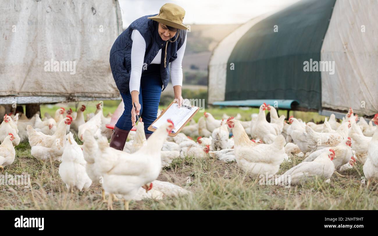 Agriculture, chicken farming and woman with clipboard on free range ...