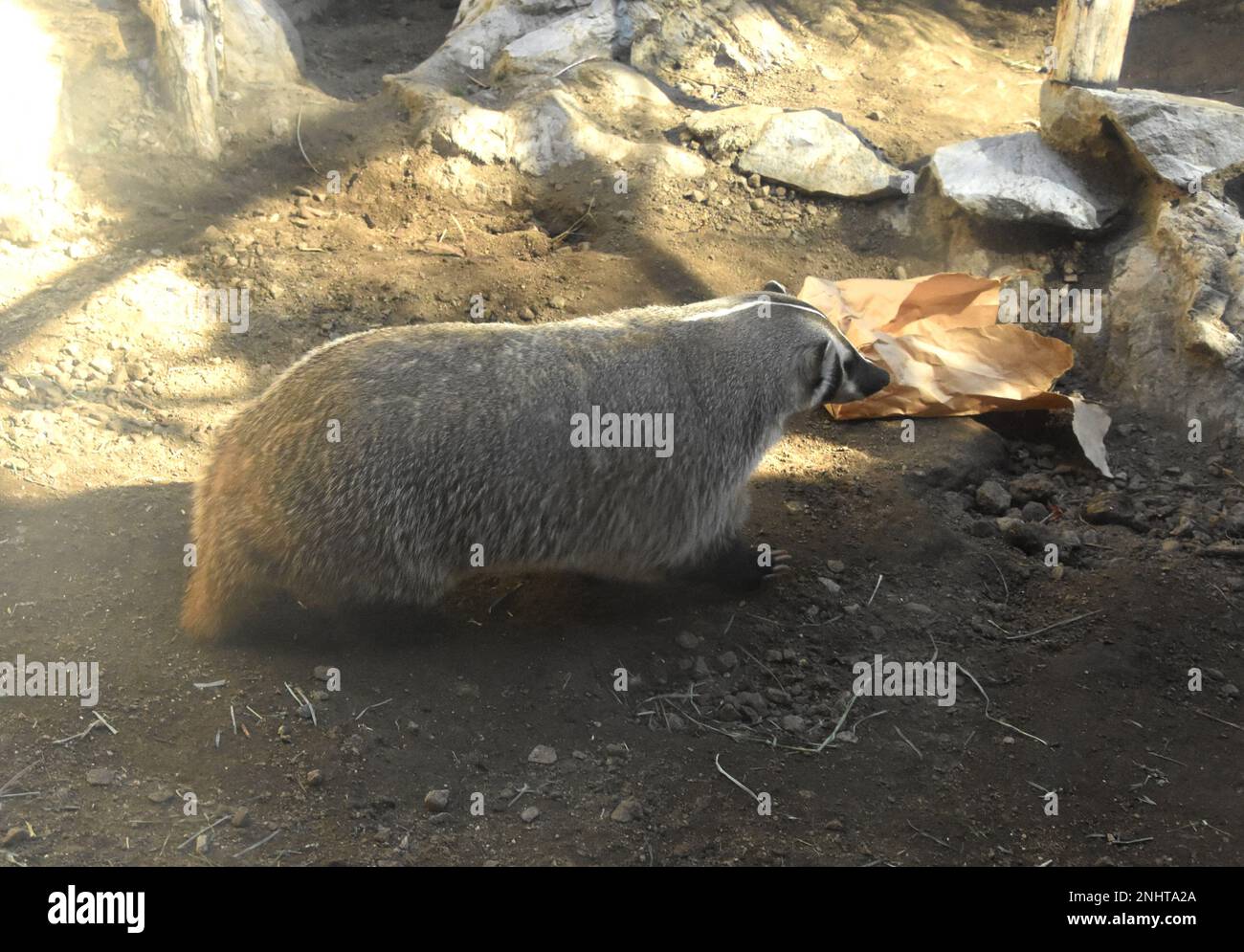 Los Angeles, California, USA 20th February 2023 American Badger at LA ...