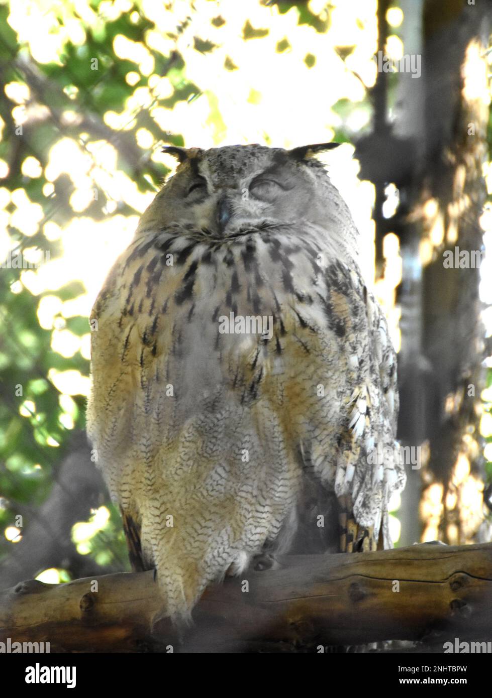 Los Angeles, California, USA 20th February 2023 Siberian Eagle-Owl at LA Zoo on February 20 ...