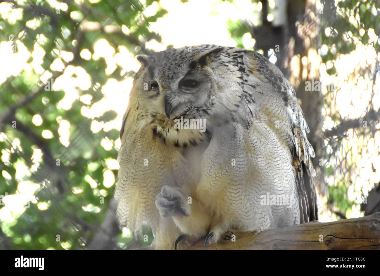 Los Angeles, California, USA 20th February 2023 Siberian Eagle-Owl at LA Zoo on February 20 ...