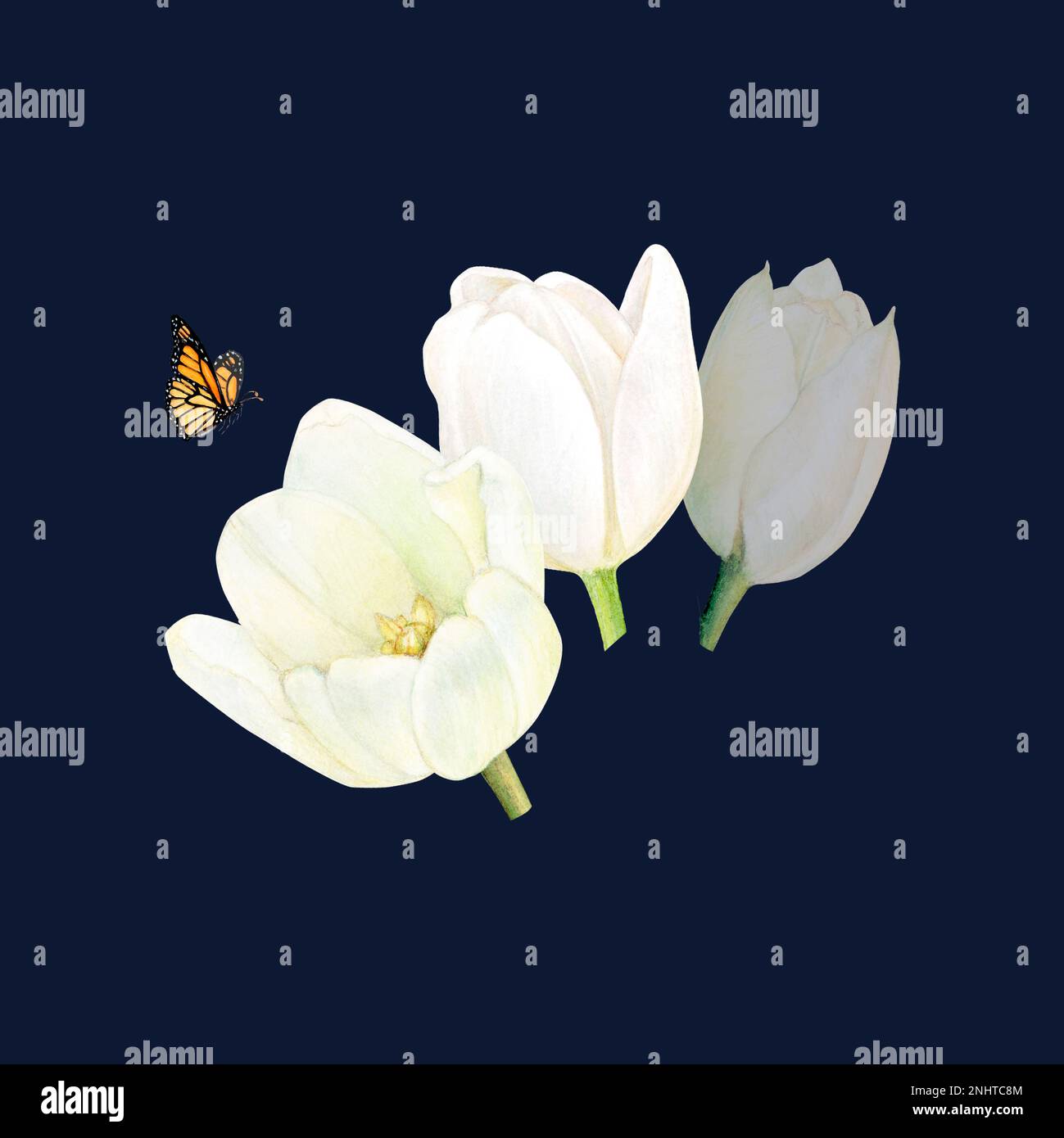 Watercolor drawind of white tulips and a butterfly on black background ...