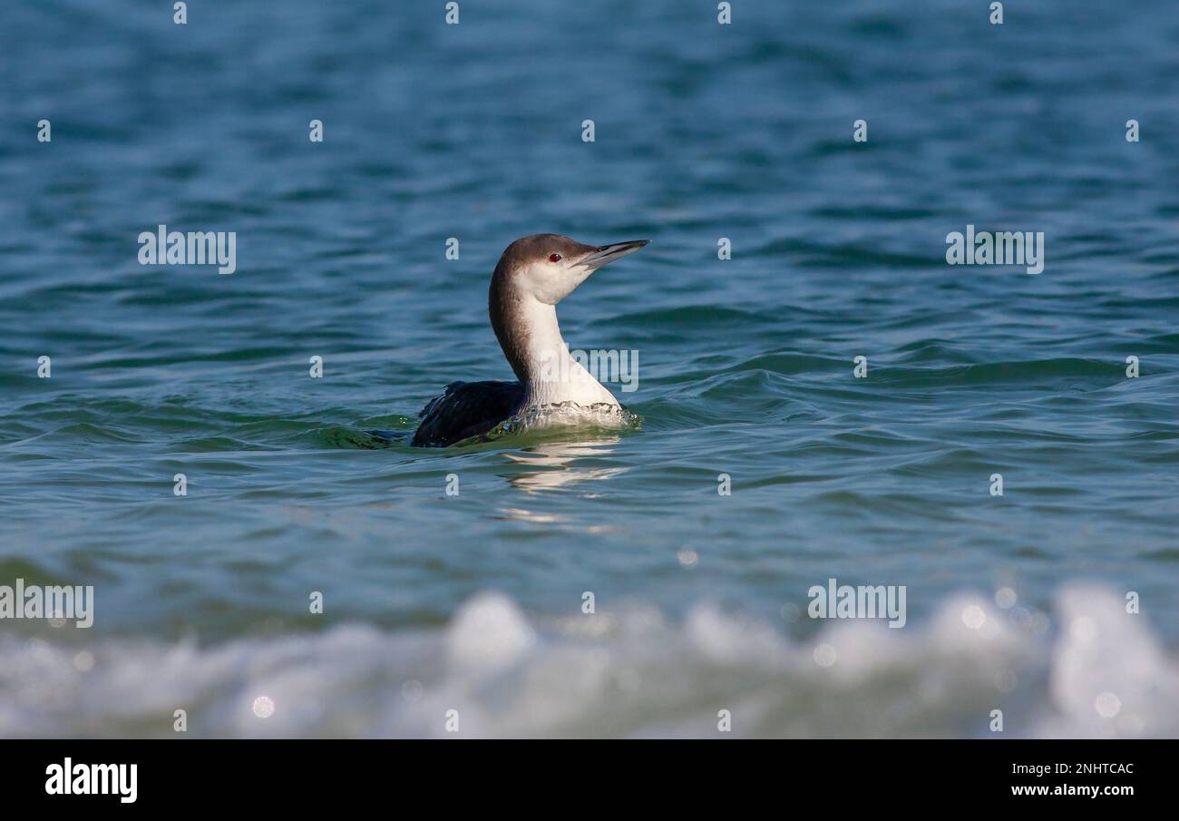 large waterfowl in its natural habitat, Black-throated Loon, Gavia ...