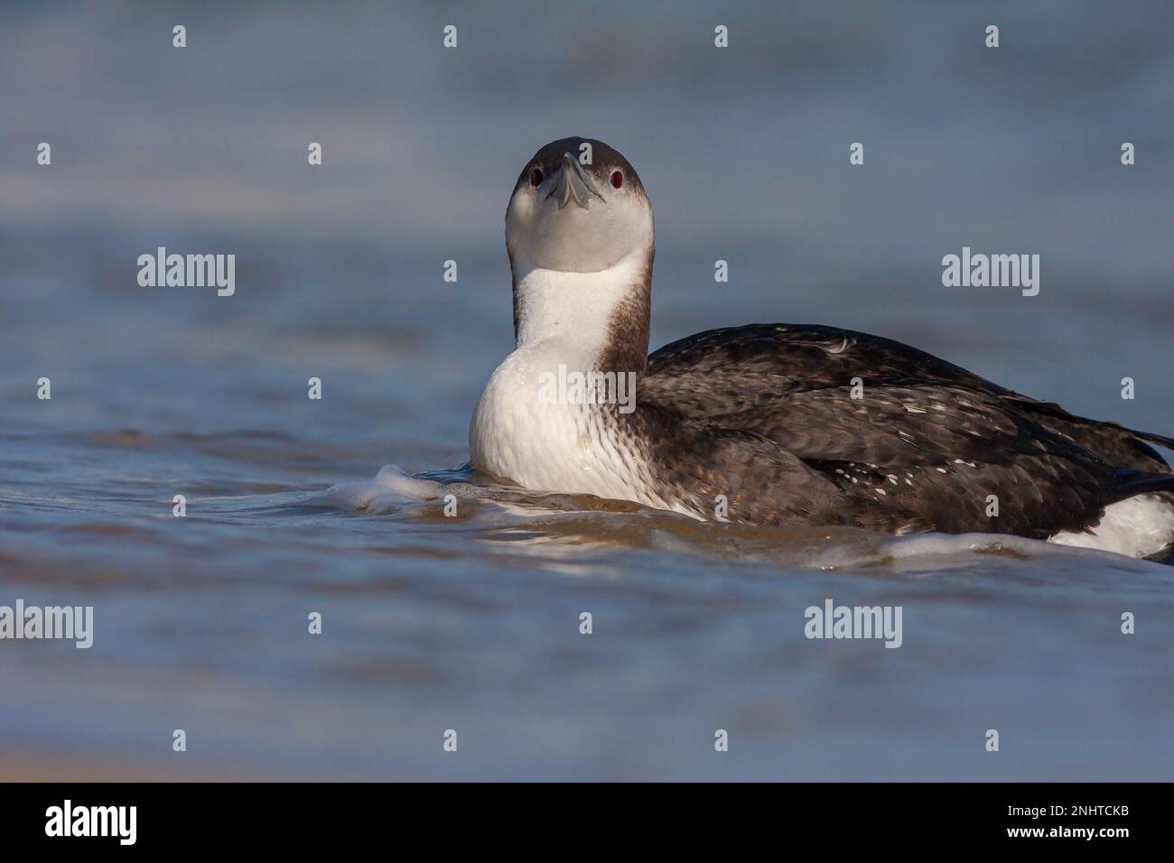Black throated diver flight hi-res stock photography and images - Alamy