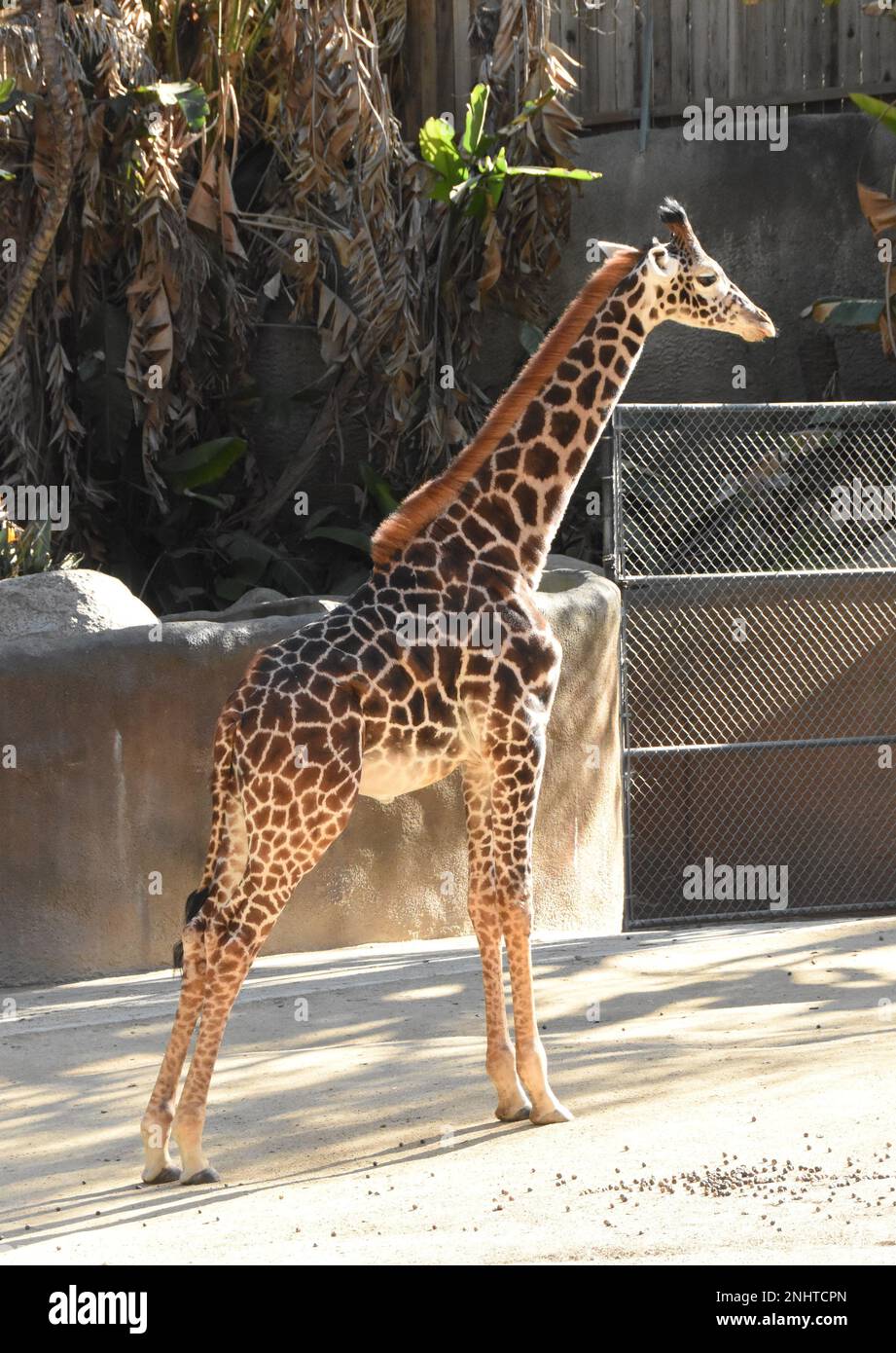 Los Angeles, California, USA 20th February 2023 Baby Maasai Giraffe ...