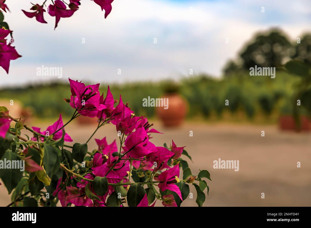 Pink bougainvillea flowers at a vineyard with blurred scenic grape ...