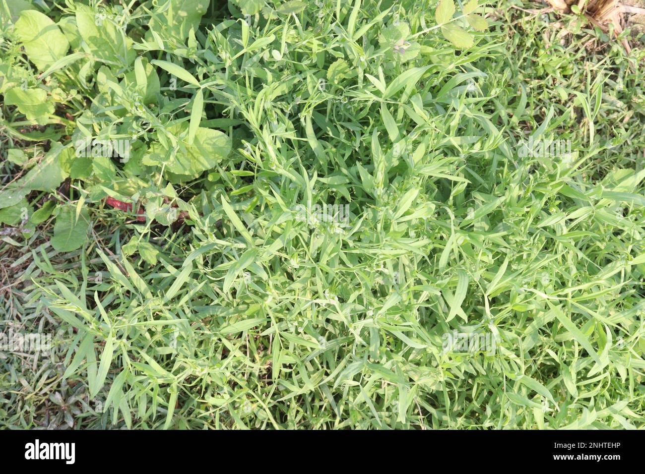 green colored Lathyrus sativus farm for harvest are cash crops Stock ...