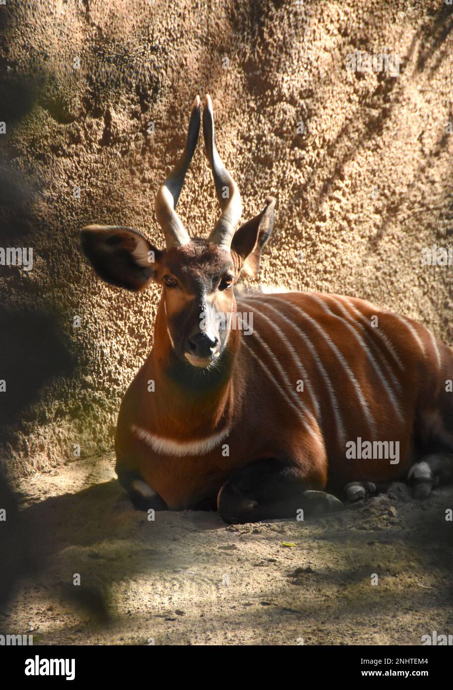 Los Angeles, California, USA 20th February 2023 Mountain Bongo at LA ...