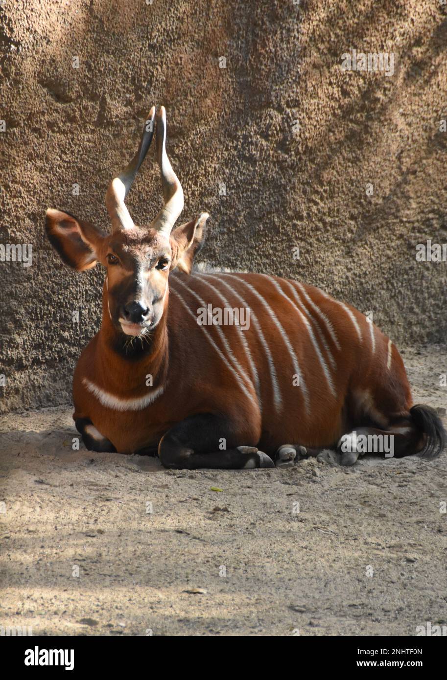 Los Angeles, California, USA 20th February 2023 Mountain Bongo at LA ...