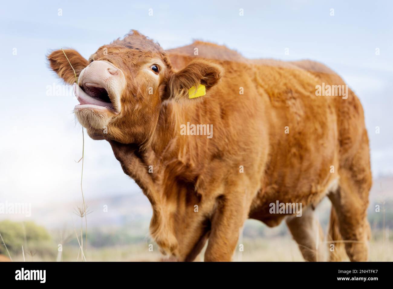 Funny cow, countryside and agriculture for milk and meat cattle on ...