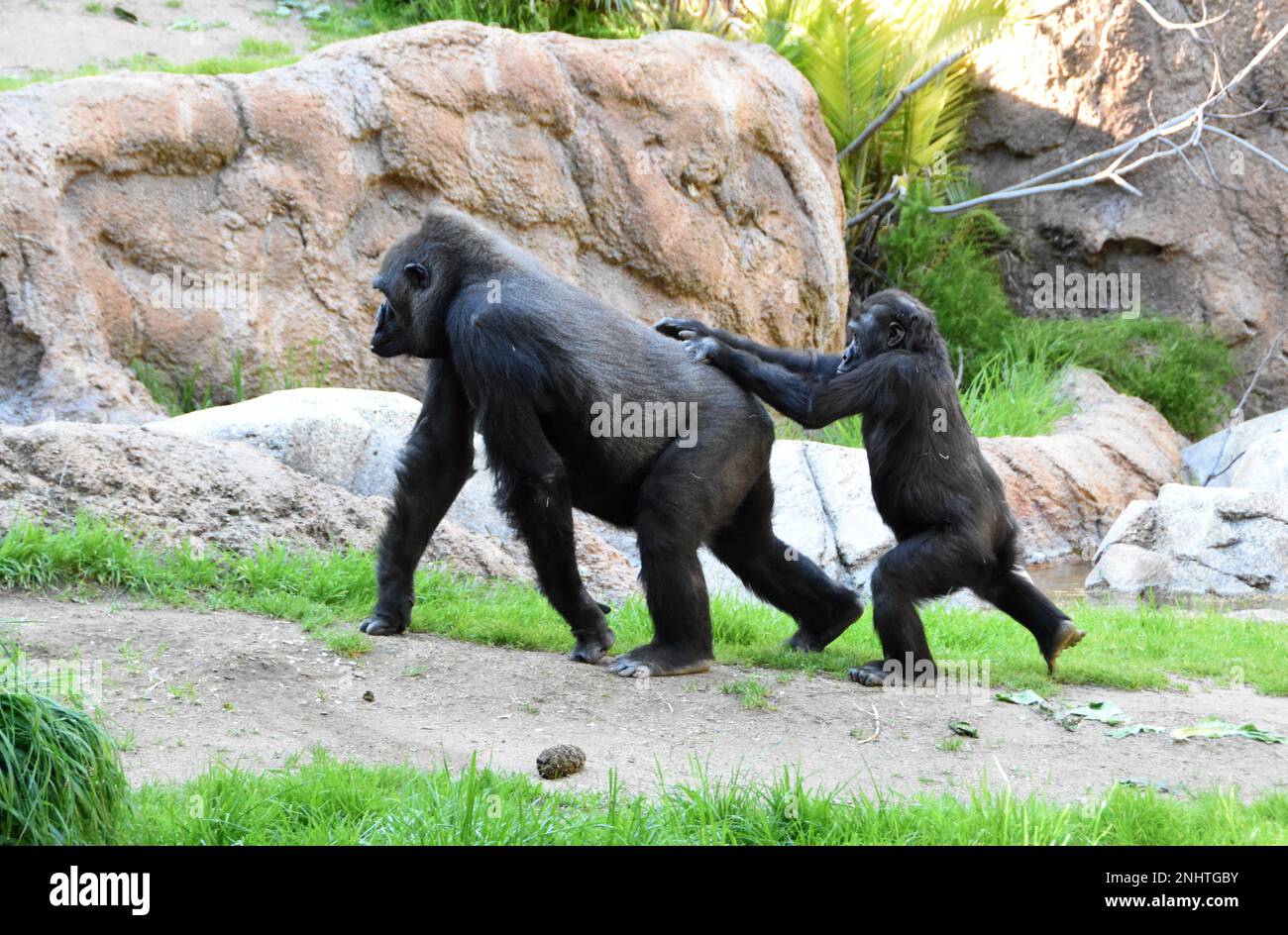 Los Angeles, California, USA 20th February 2023 Western Lowland Gorillas at LA Zoo on February ...