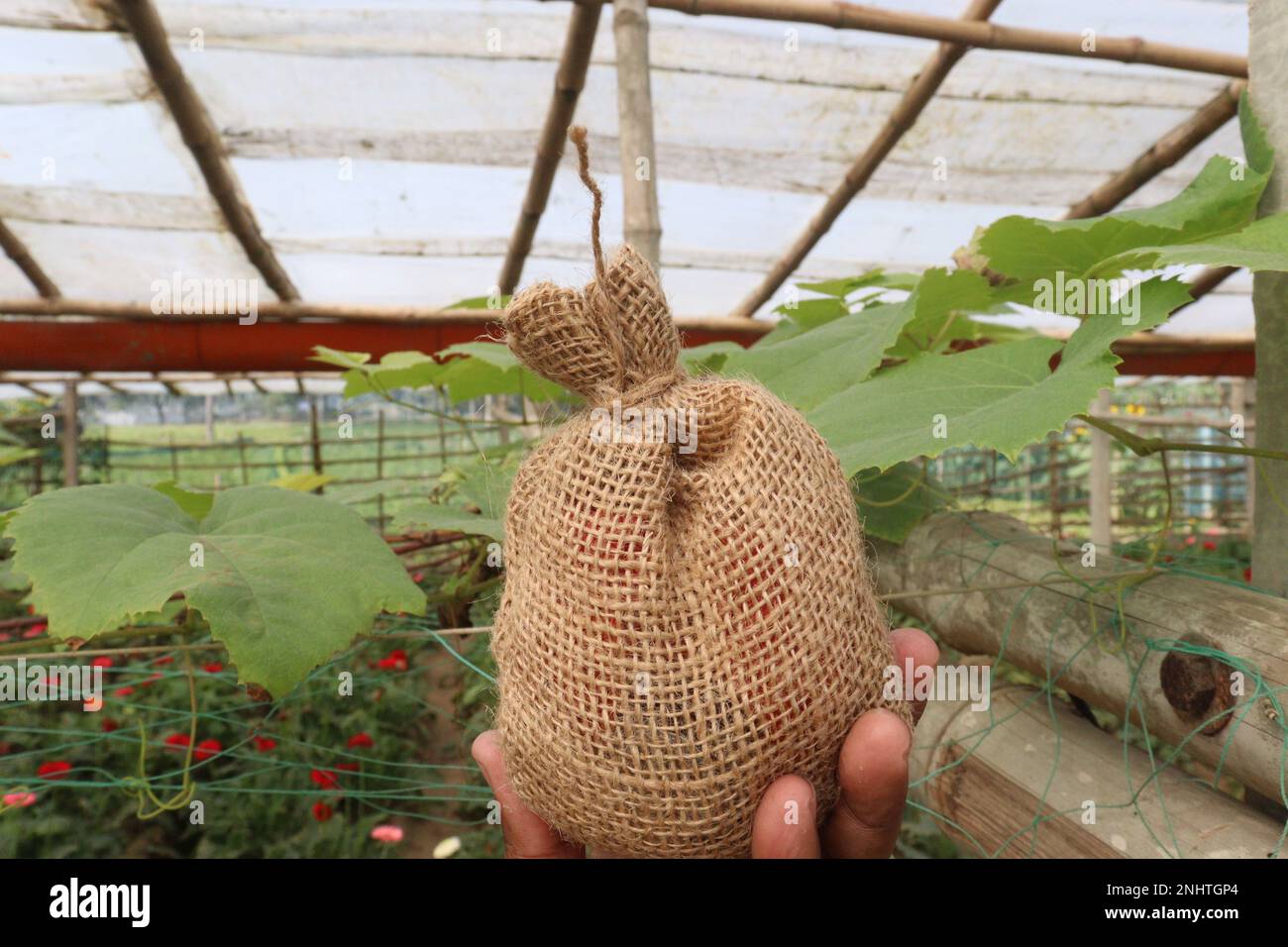 grape farm for harvest with money bag are cash crops Stock Photo - Alamy