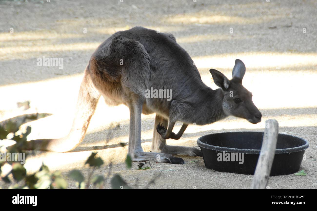 Los Angeles, California, USA 26th December 2022 Kangaroo at the LA Zoo ...