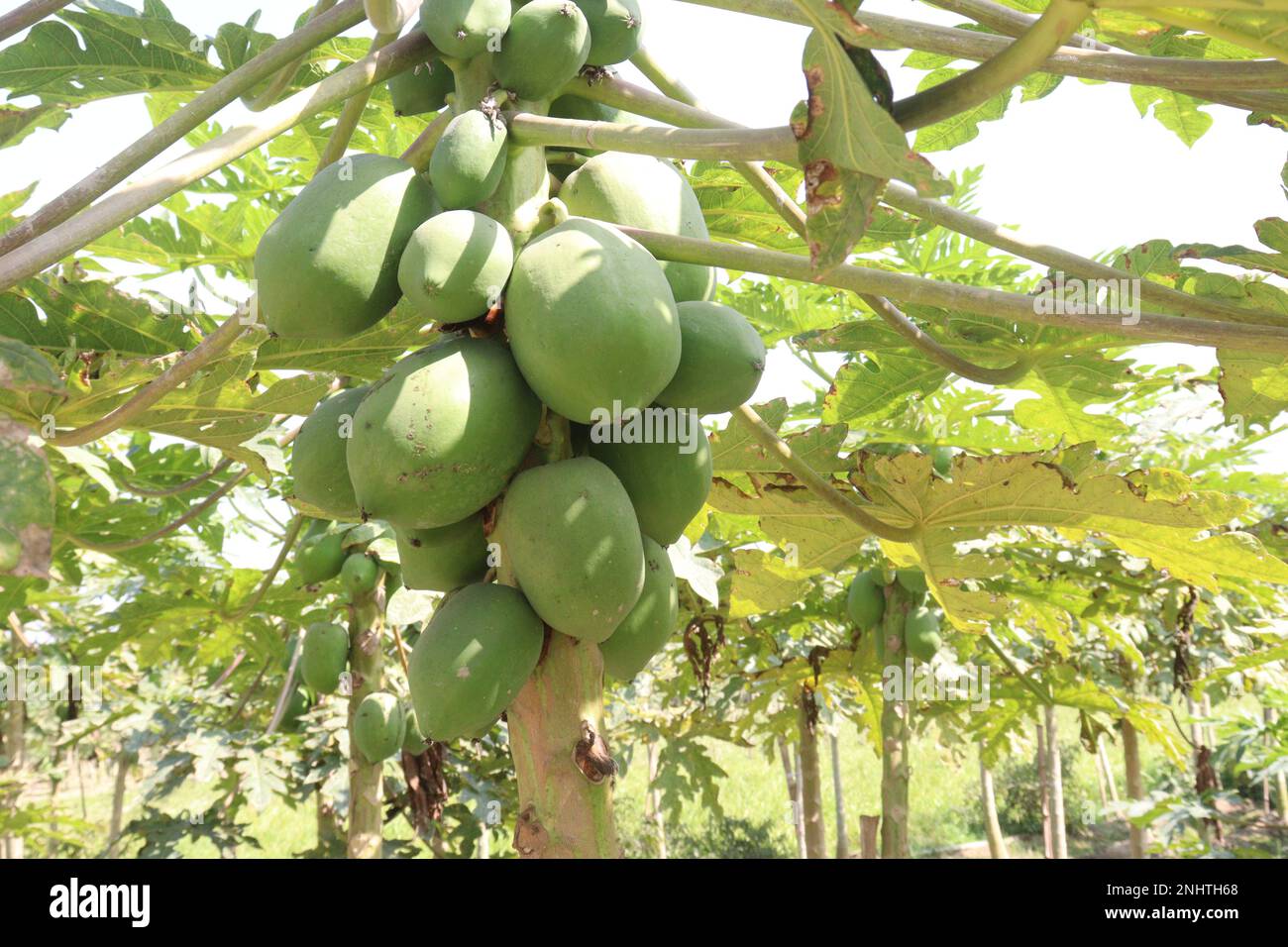 healthy and raw papaya on tree in farm for harvest are cash crops Stock ...