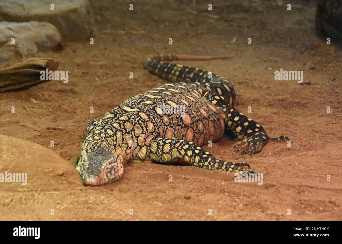 Los Angeles, California, USA 20th February 2023 Perente Lizard at the ...
