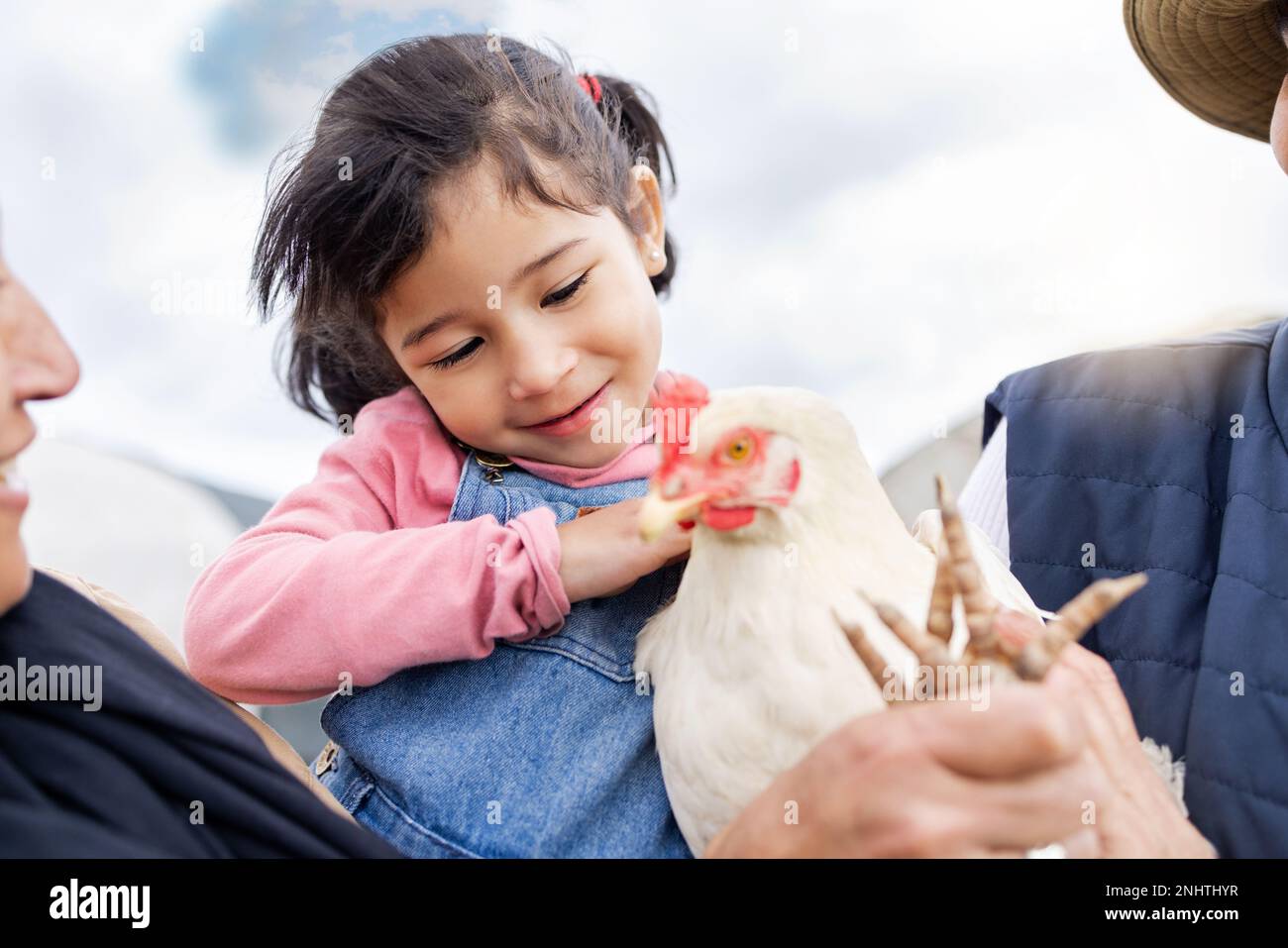 Farm, agriculture and girl and chicken in countryside for farming ...