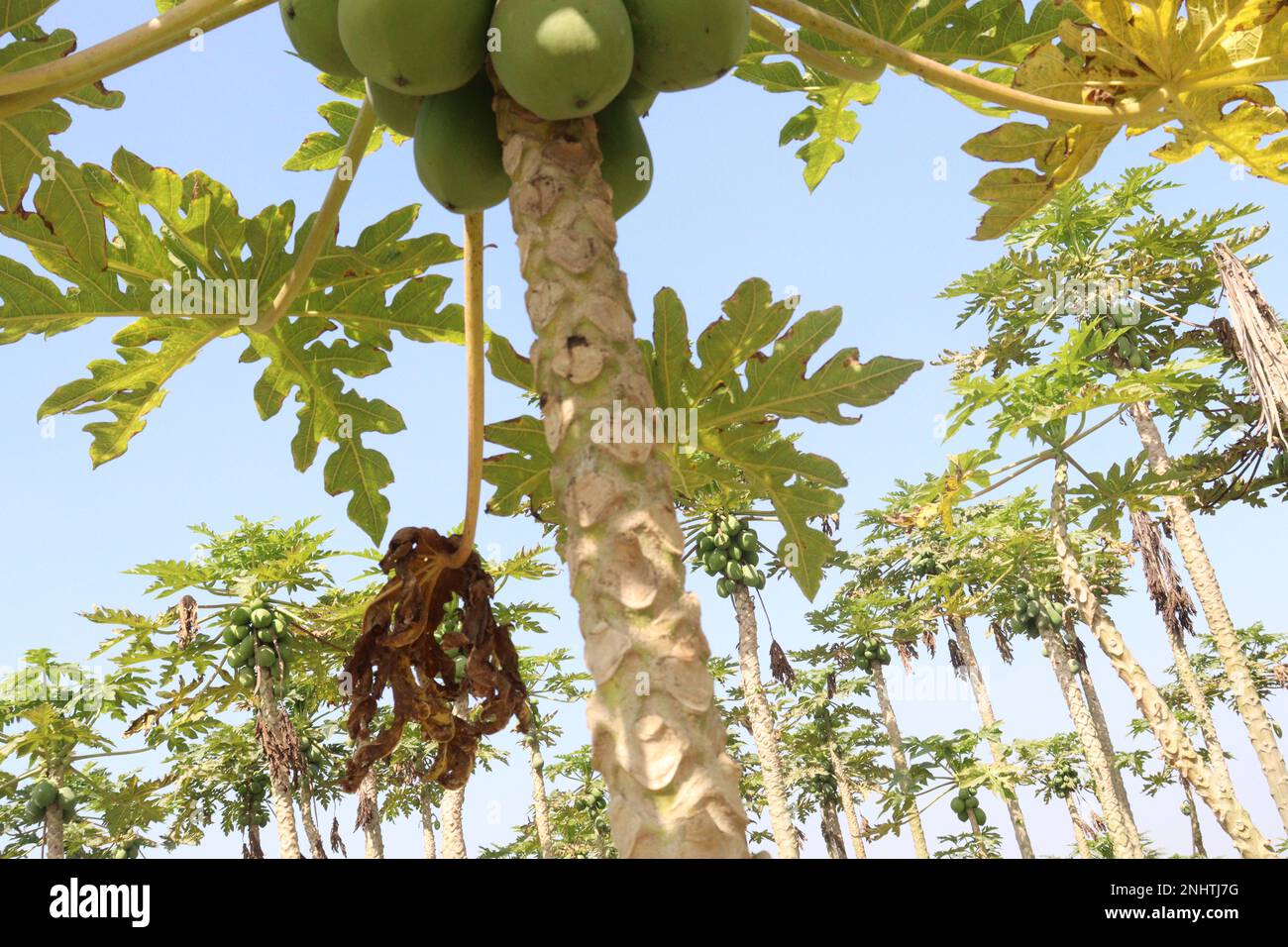 healthy and raw papaya on tree in farm for harvest are cash crops Stock ...