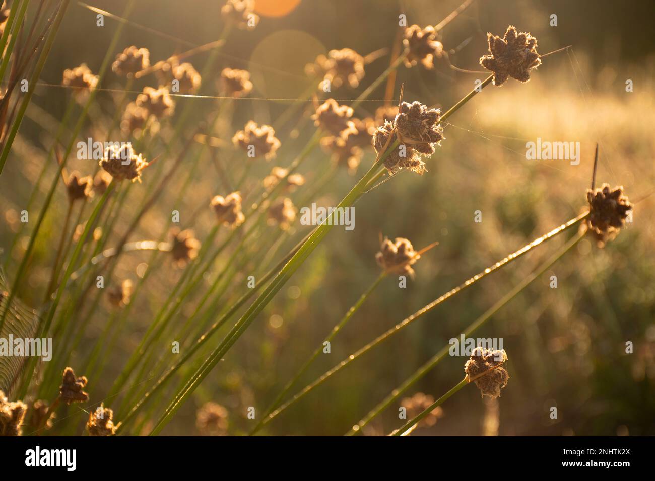Grass growing on the dunes in Atlantis, Western Cape, South Africa ...