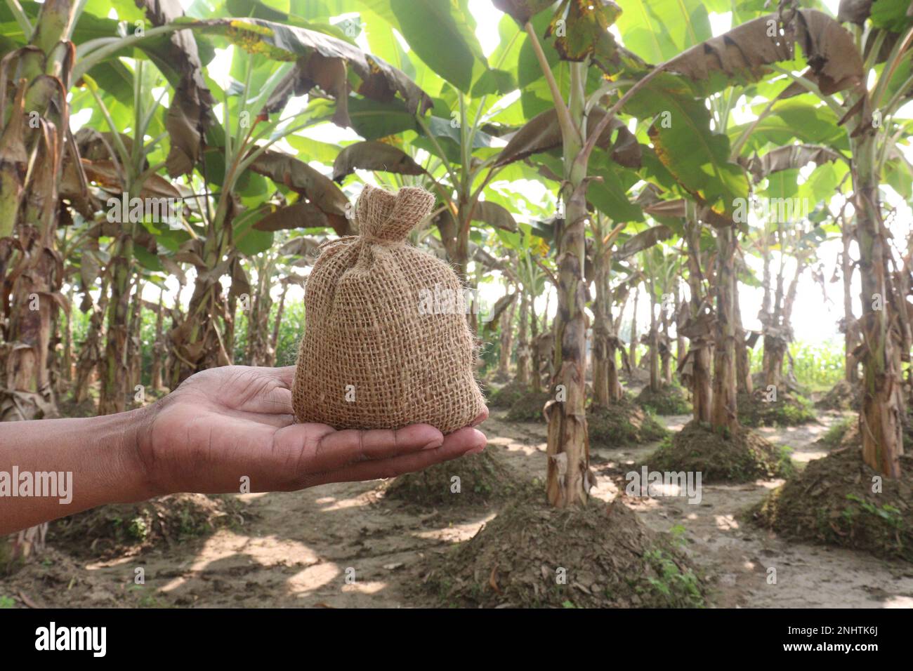 money bag with banana tree farm are cash crops Stock Photo - Alamy