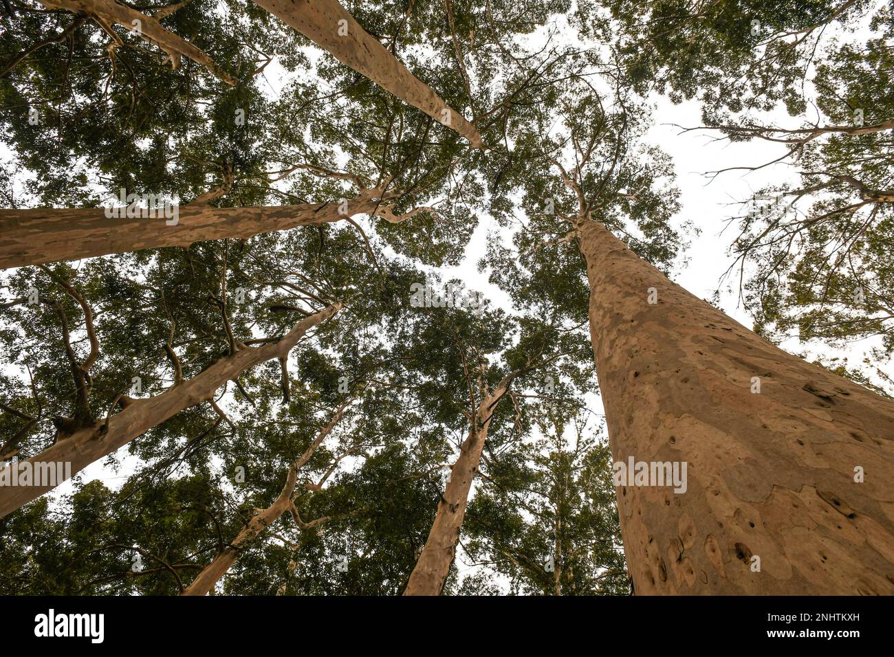 Trees in Tokai forest, Cape Town, South Africa Stock Photo - Alamy