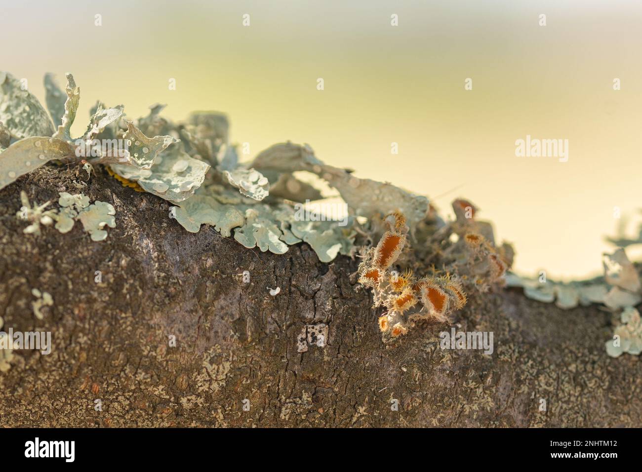 Fungus growing on a tree during the hot summer on a farm in the ...