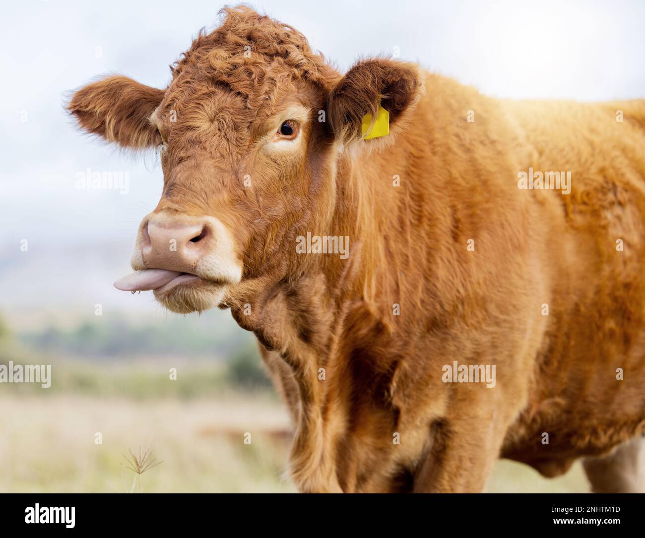 Cow funny face, countryside and agriculture field with milking and meat ...
