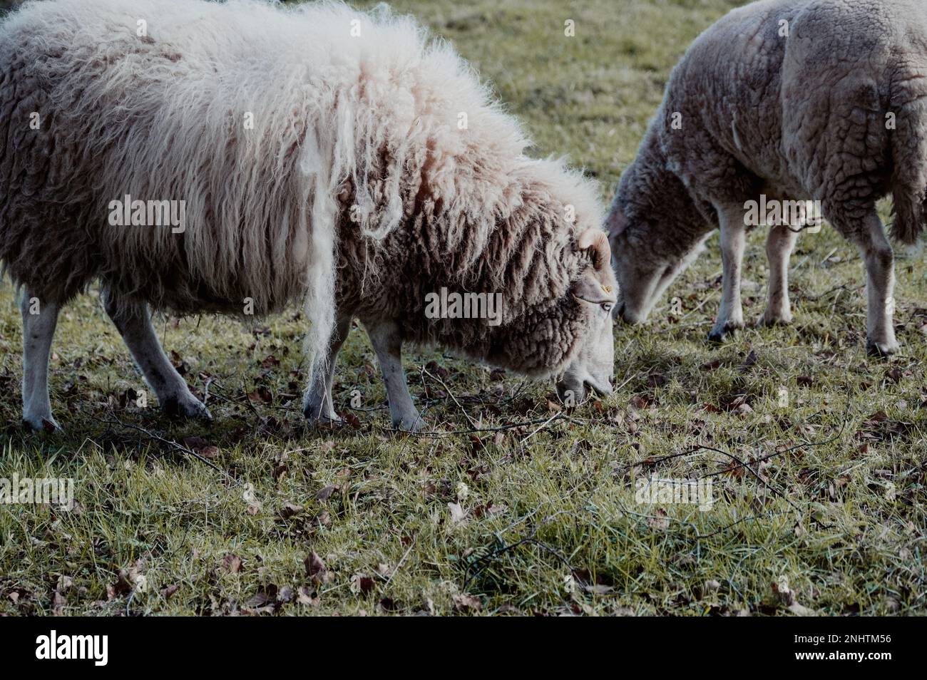 Wooly sheep hi-res stock photography and images - Alamy