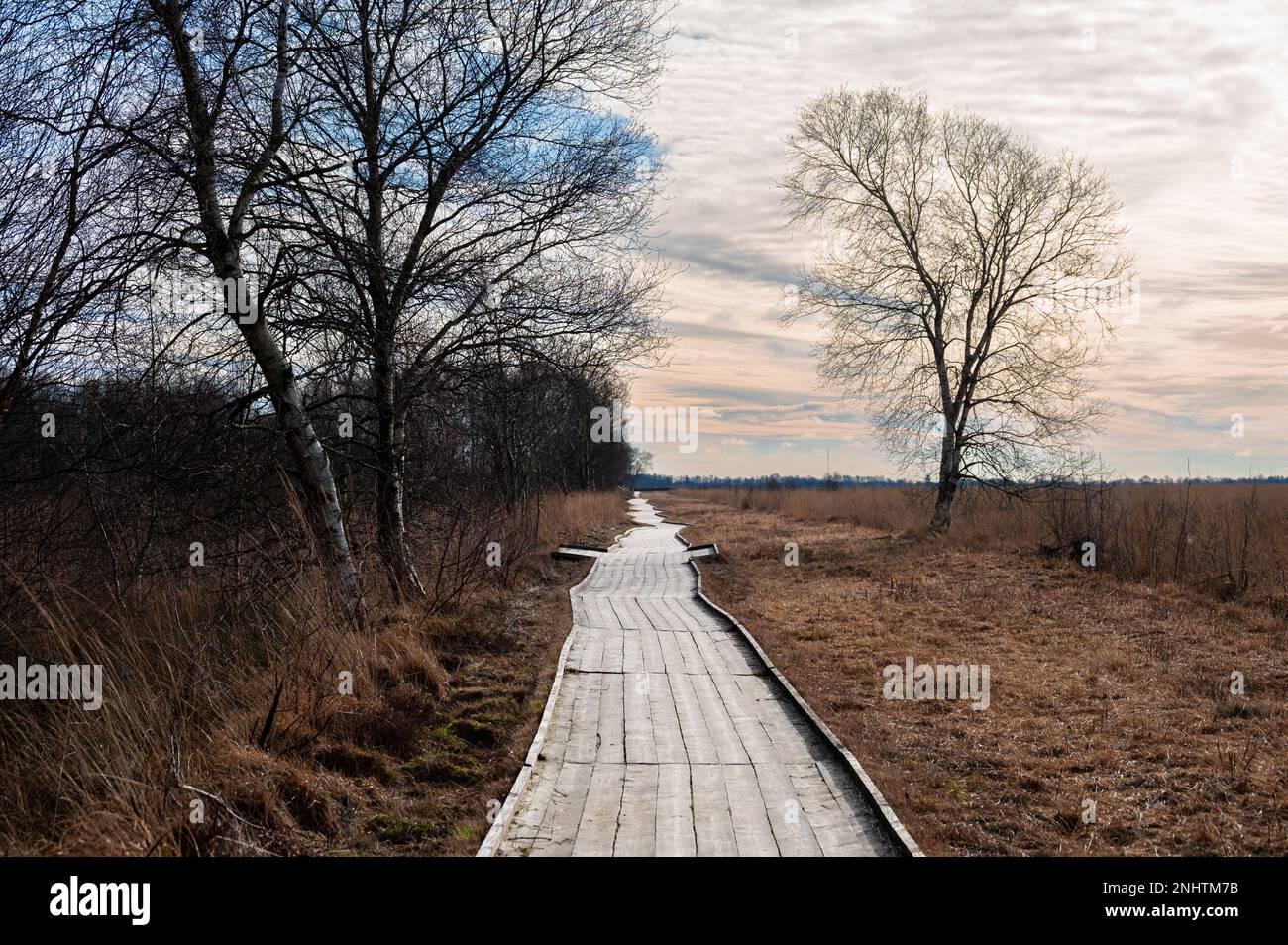 Wooden plank path through a peat bog Stock Photo - Alamy